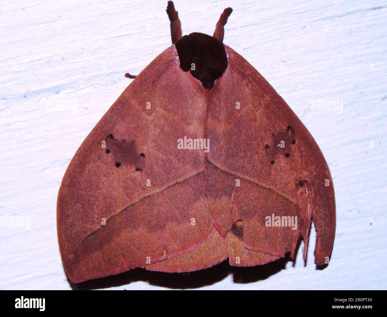 Saturniid moth (family Saturniidae) Automeris belti species isolated on ...