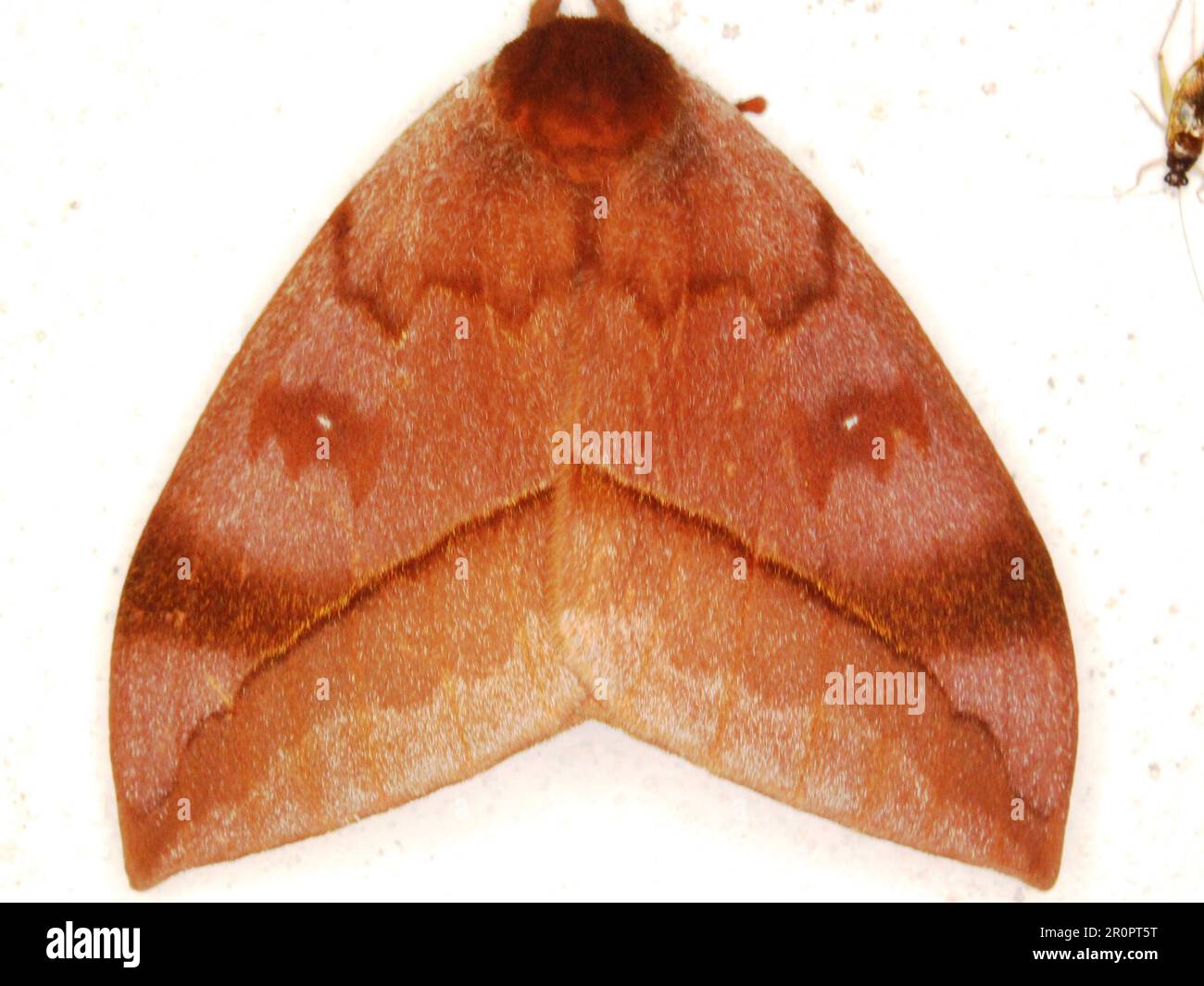 Saturniid moth (family Saturniidae) Hemileucinae - Automeris species ...