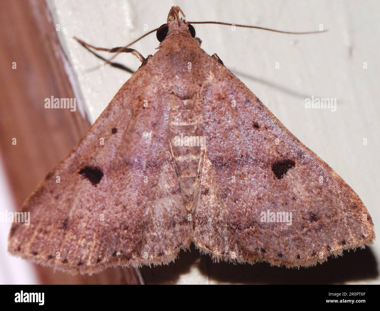 Snout or pyralid or grass moth (family Pyralidae) indeterminate species ...