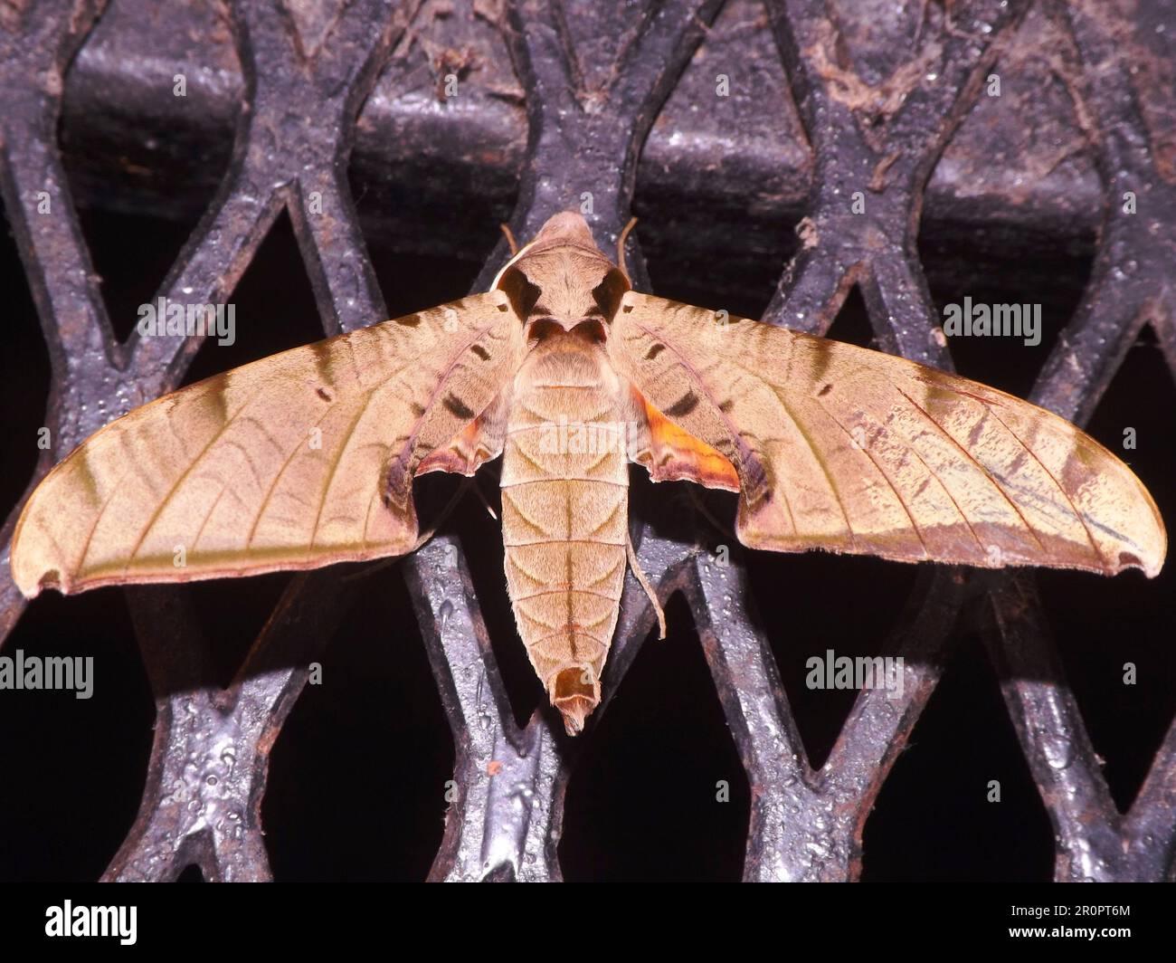 Sphingidae