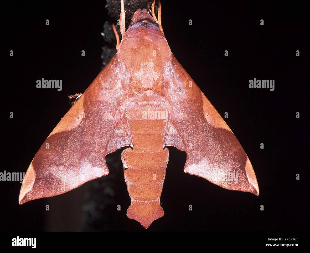 Sphinx or hawk moth (family Sphingidae) indeterminate species isolated ...