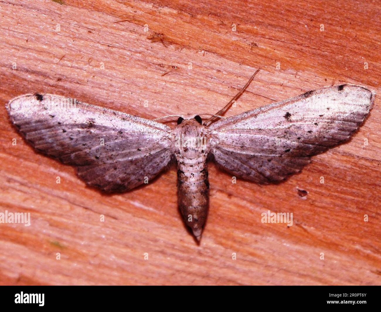 tropical moth indeterminate species isolated on a natural background ...