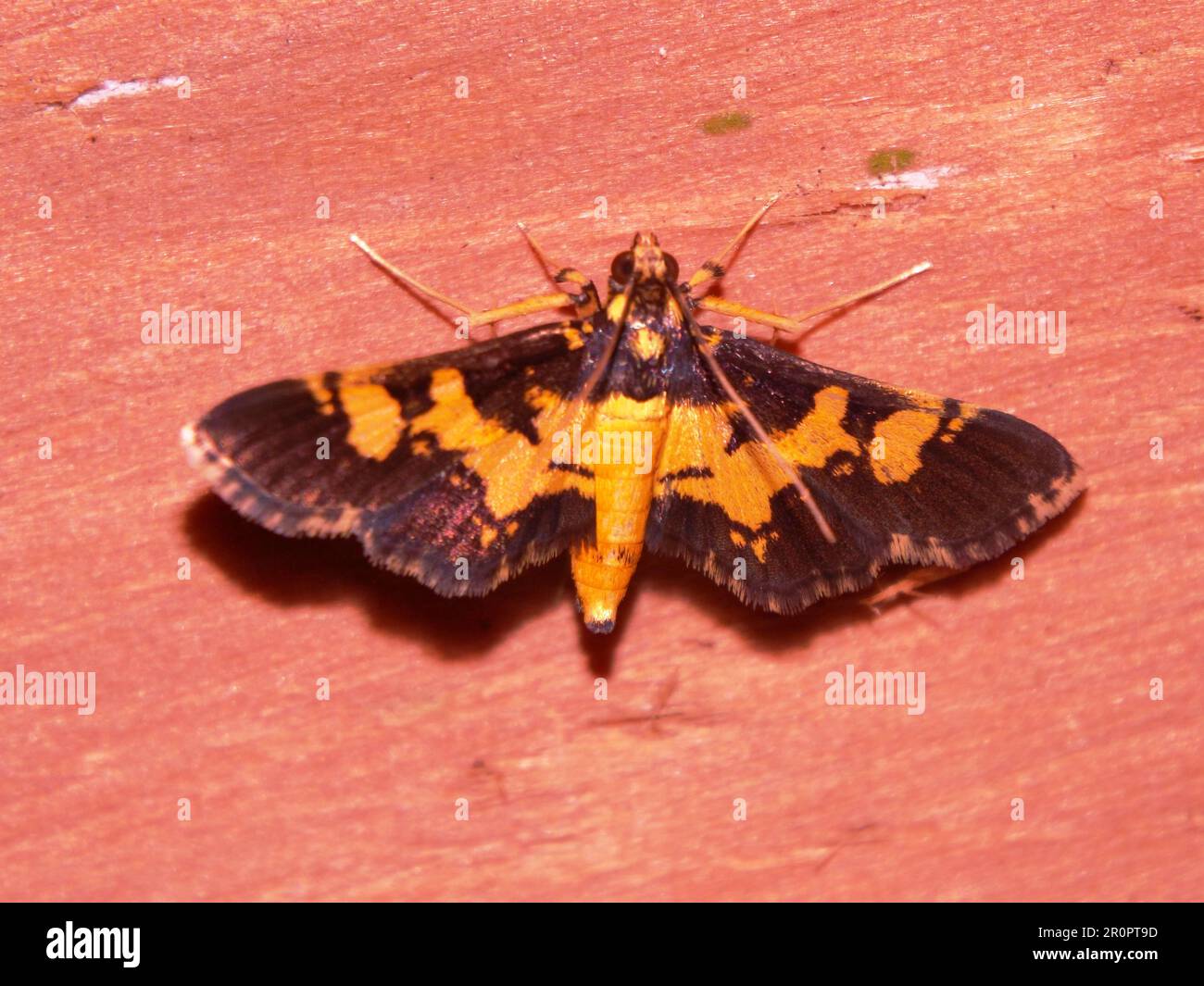 tropical moth indeterminate species isolated on a natural background ...