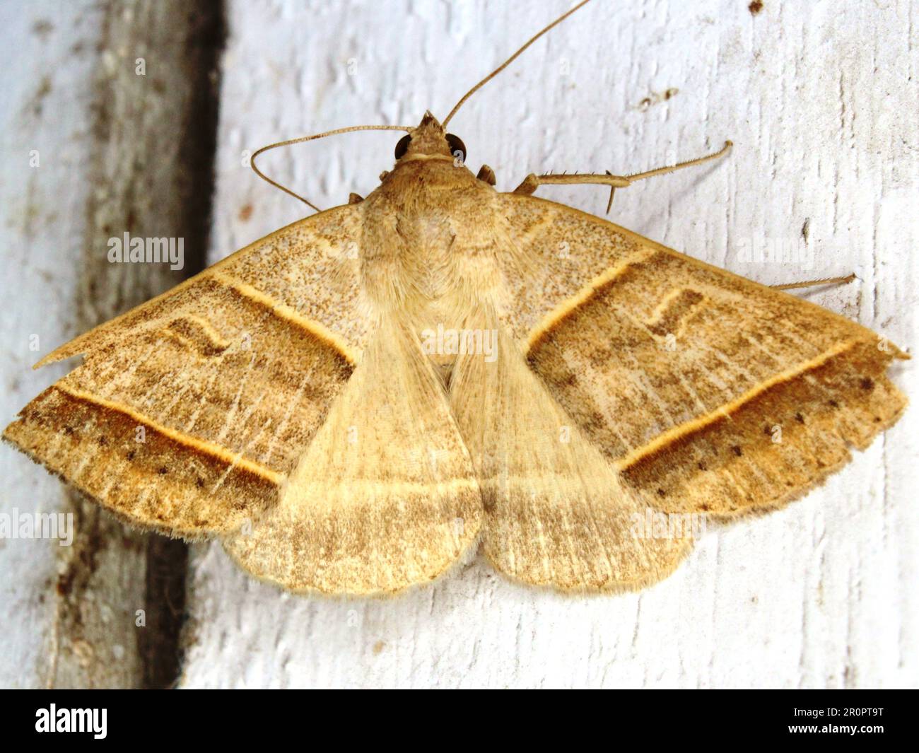 tropical moth indeterminate species isolated on a white background from ...