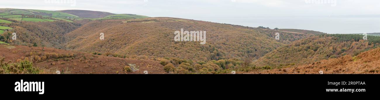 Panoramic photo of the autumn colours at Horner woods in Exmoor ...