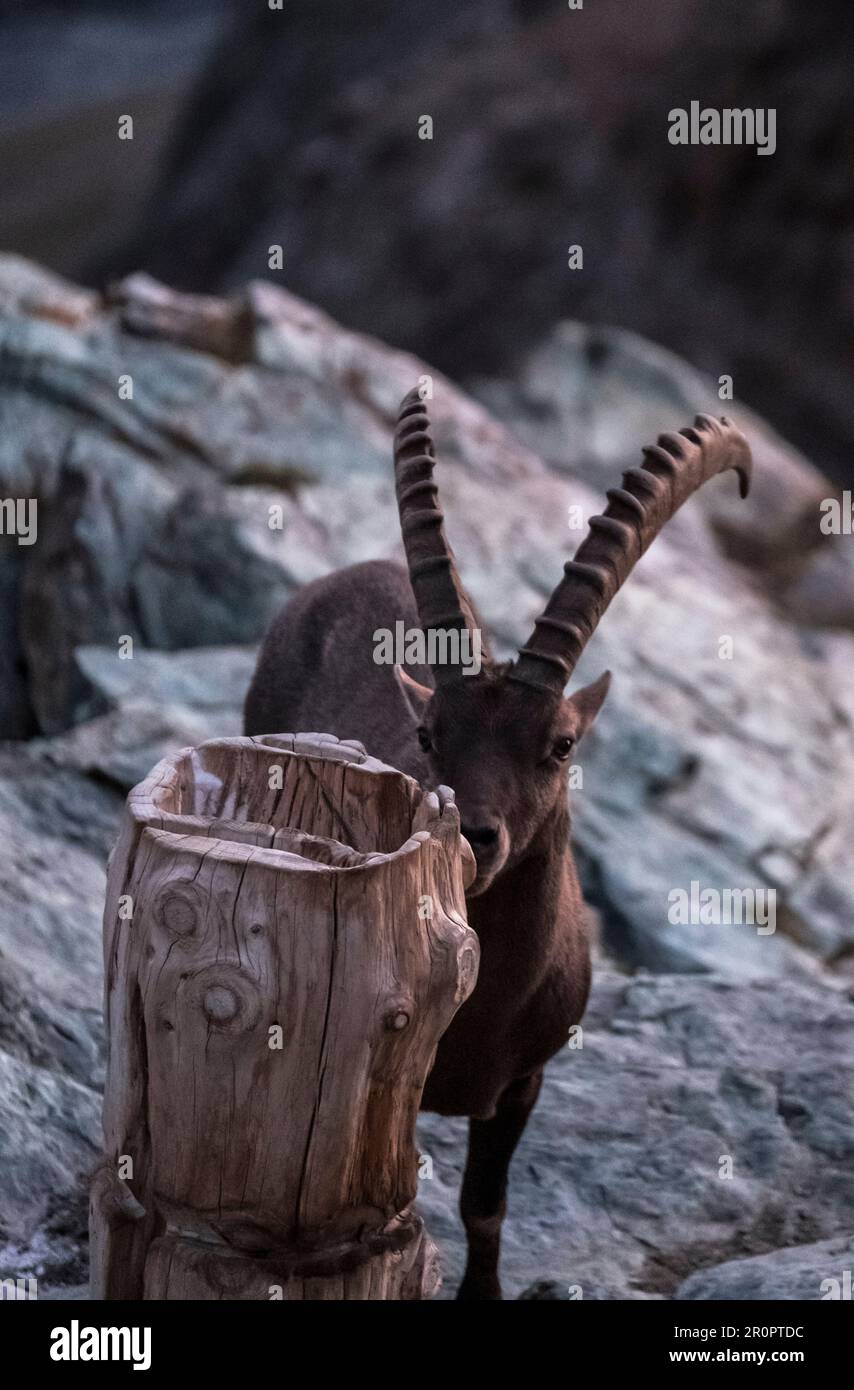 Zermatt goat hi-res stock photography and images - Alamy