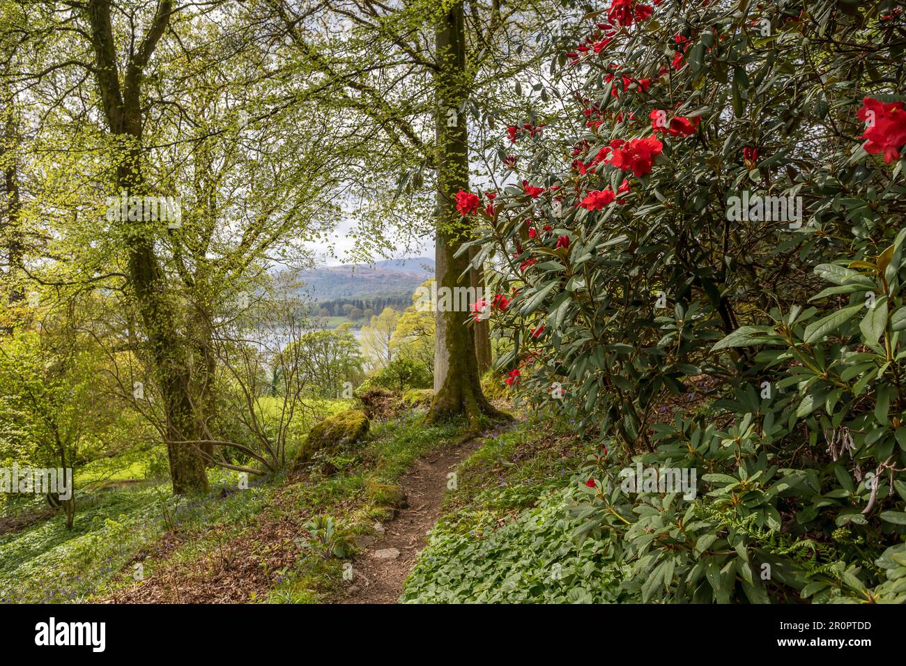 Pretty red Rhododendron flowers seen in Stagshaw Gardens with Lake ...