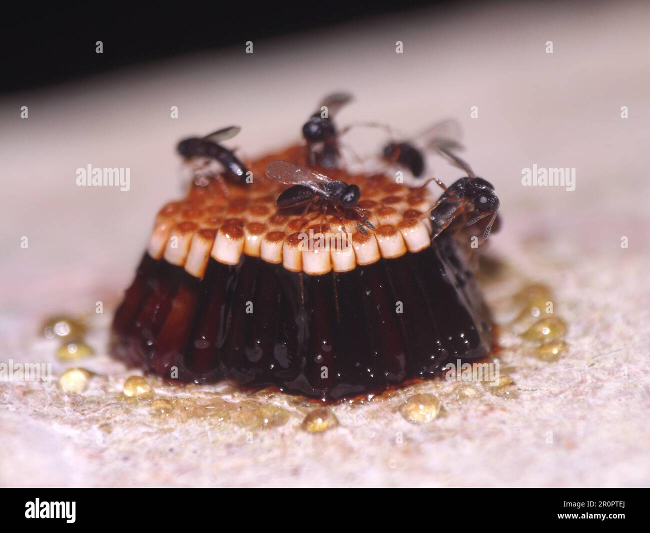 Ootheca and Assassin bugs nymphs (and parasitic wasps) isolated and ...