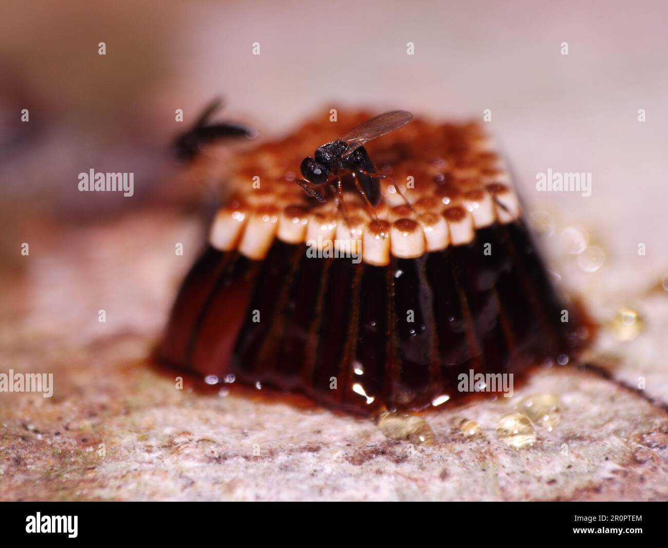 Ootheca and Assassin bugs nymphs (and parasitic wasps) isolated and ...