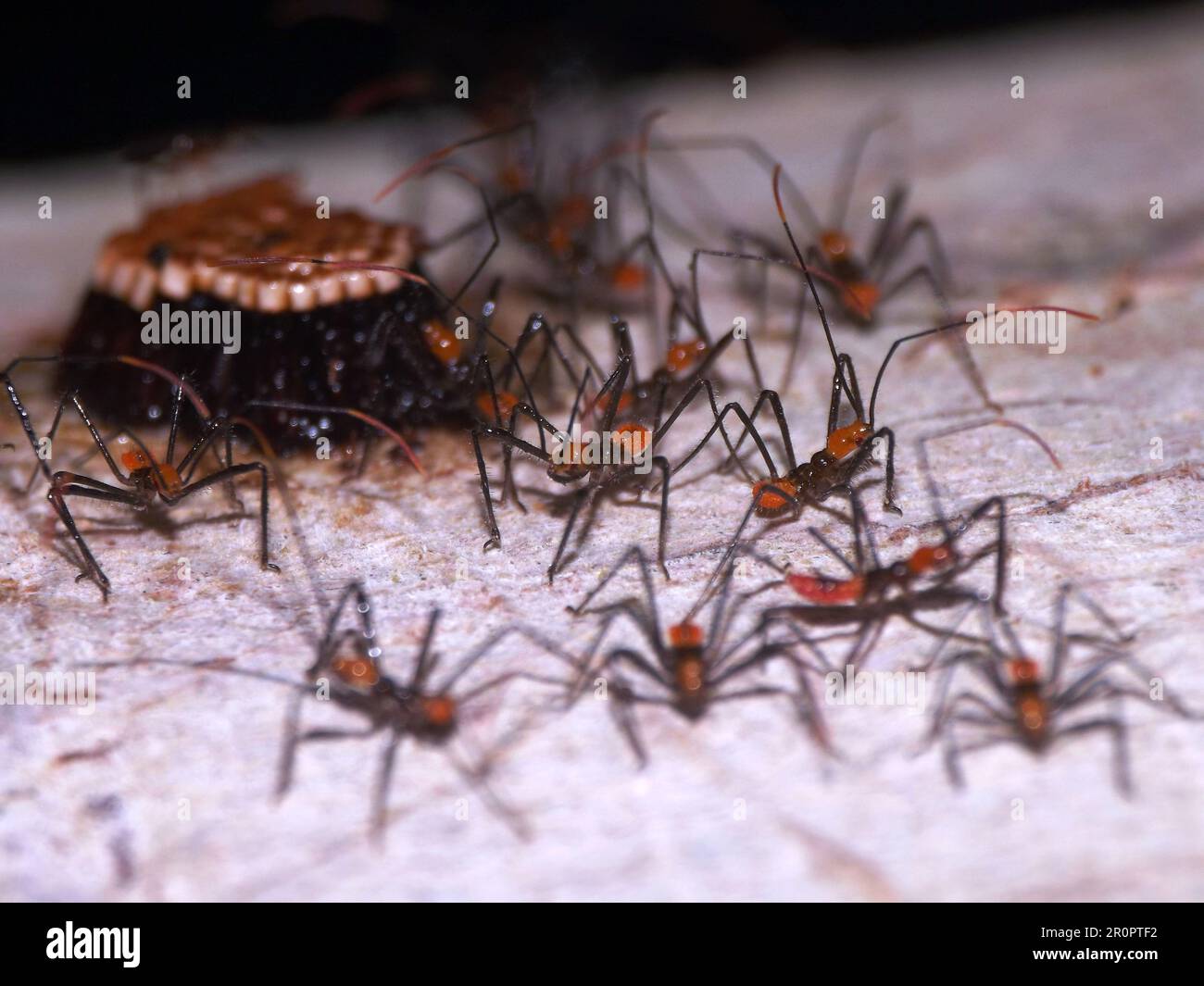 Ootheca and Assassin bugs nymphs isolated and resting on a white ...