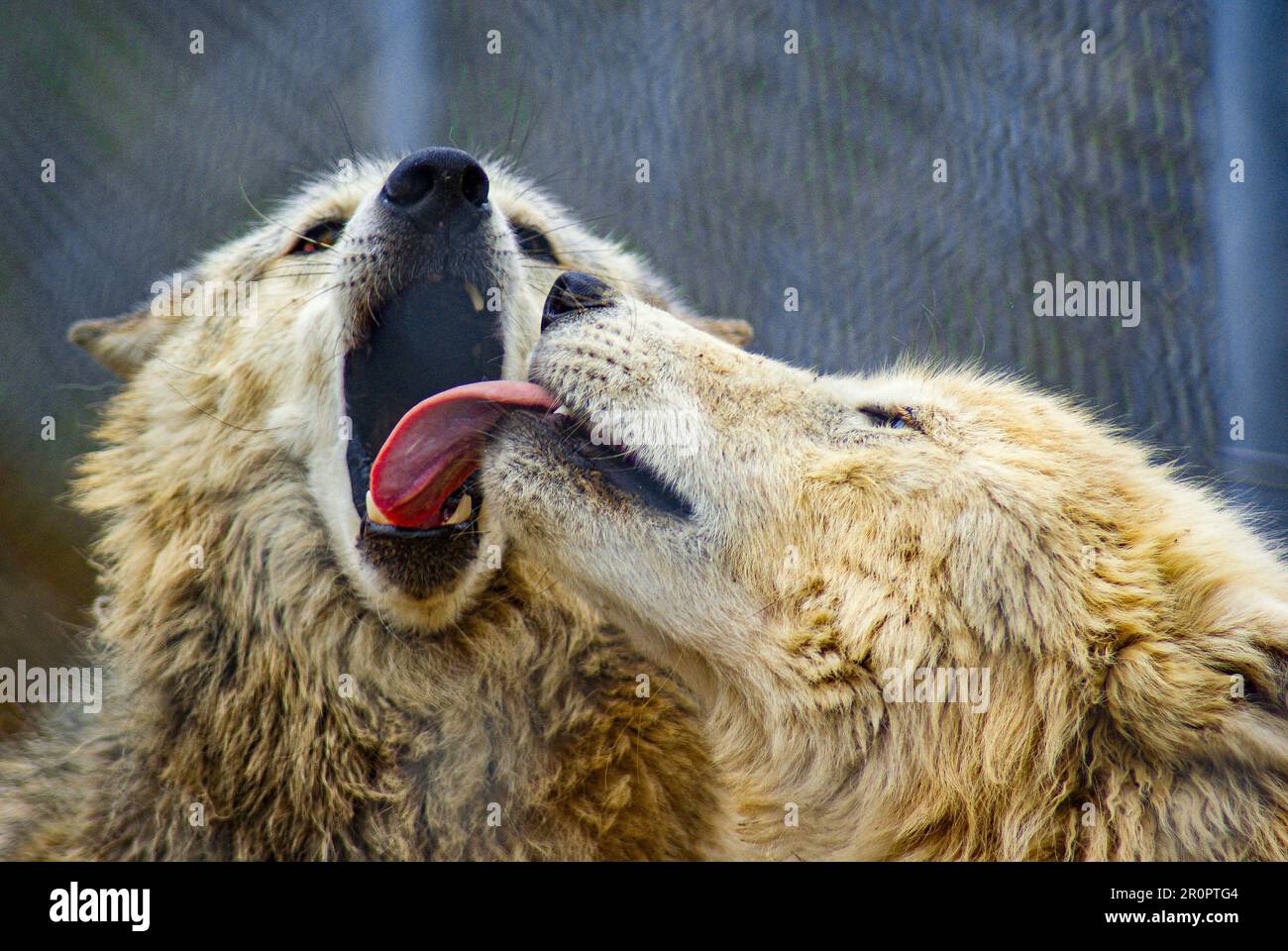 Kissing wolves hi-res stock photography and images - Alamy