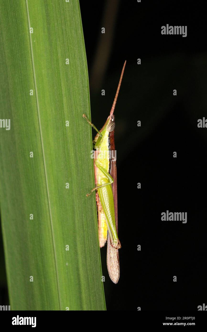 side view of a gold and brown Grasshopper isolated on a natural green ...