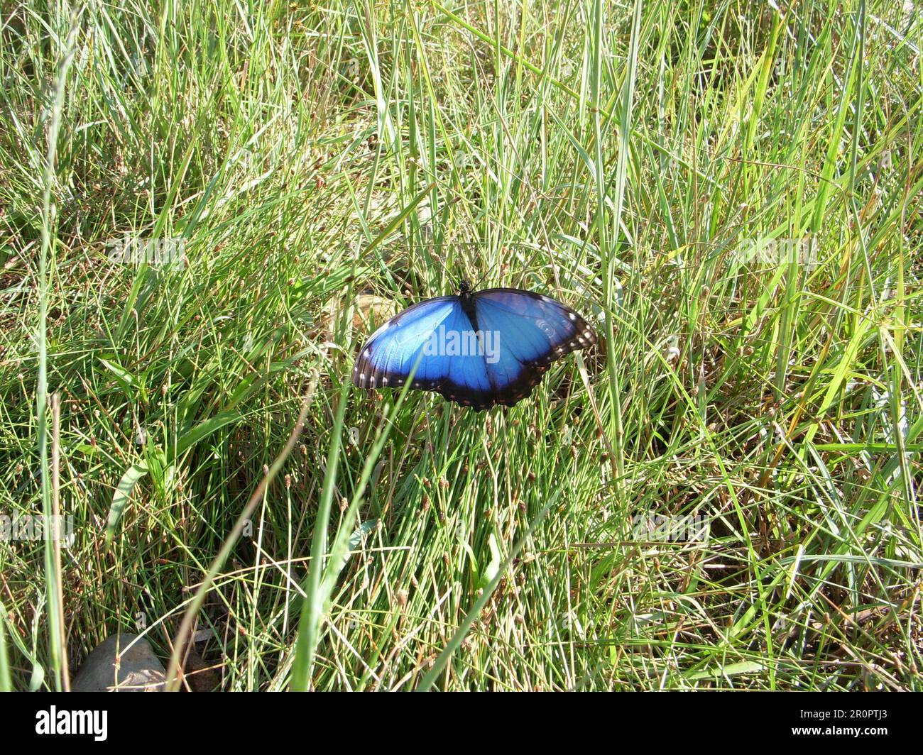 single blue morpho butterfly (Morpho peleides) resting in long tropical ...