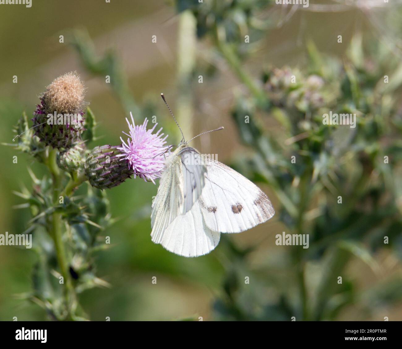 small cabbage white butterfly (Pieris rapae) feeding on thistle flower ...