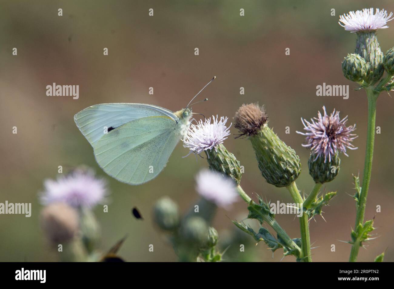 small cabbage white butterfly (Pieris rapae) feeding on thistle flower ...