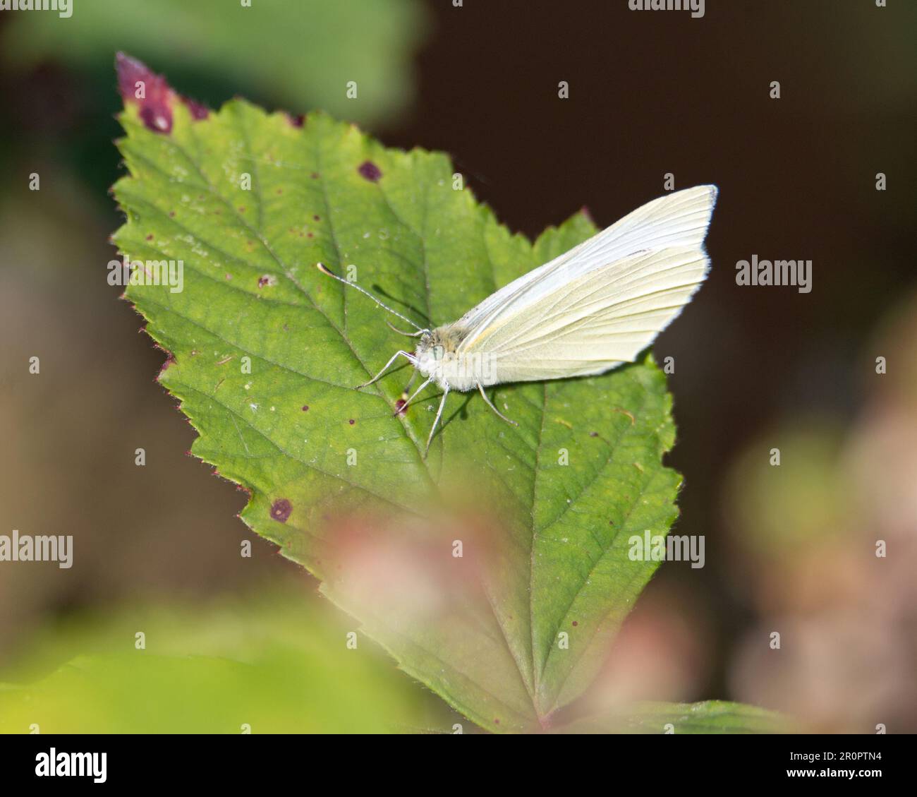 small cabbage white butterfly (Pieris rapae) resting on a green leaf ...