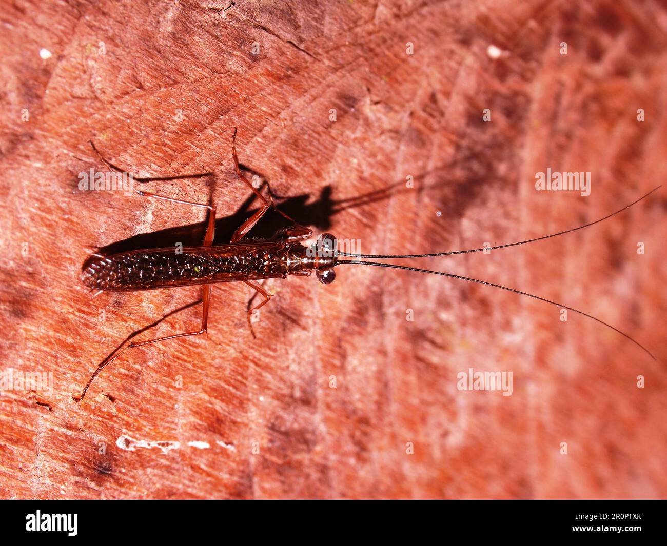 strange dark red bug with long antenna isolated and resting on a ...