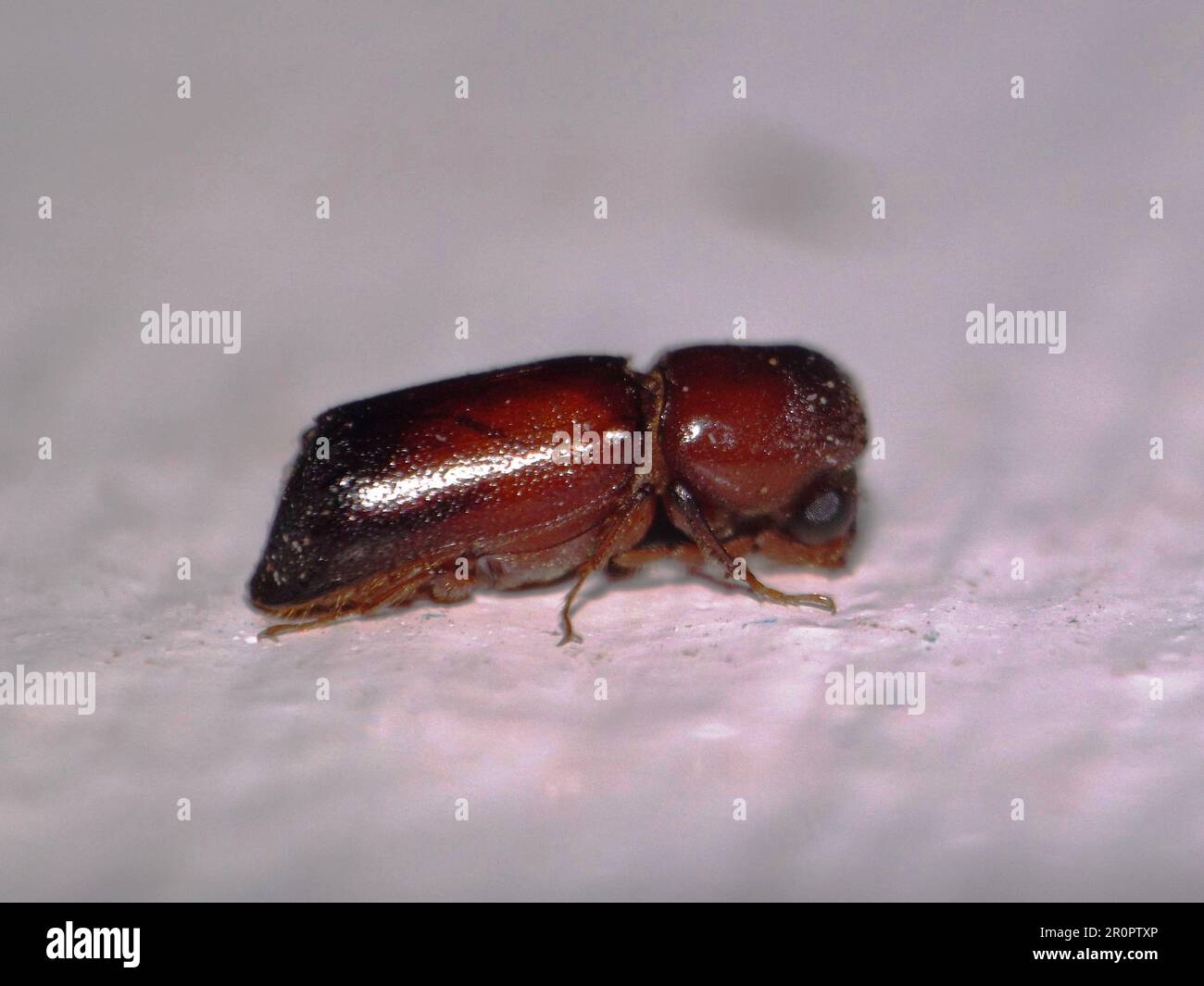 strange dark red bug with long antenna isolated and resting on a ...