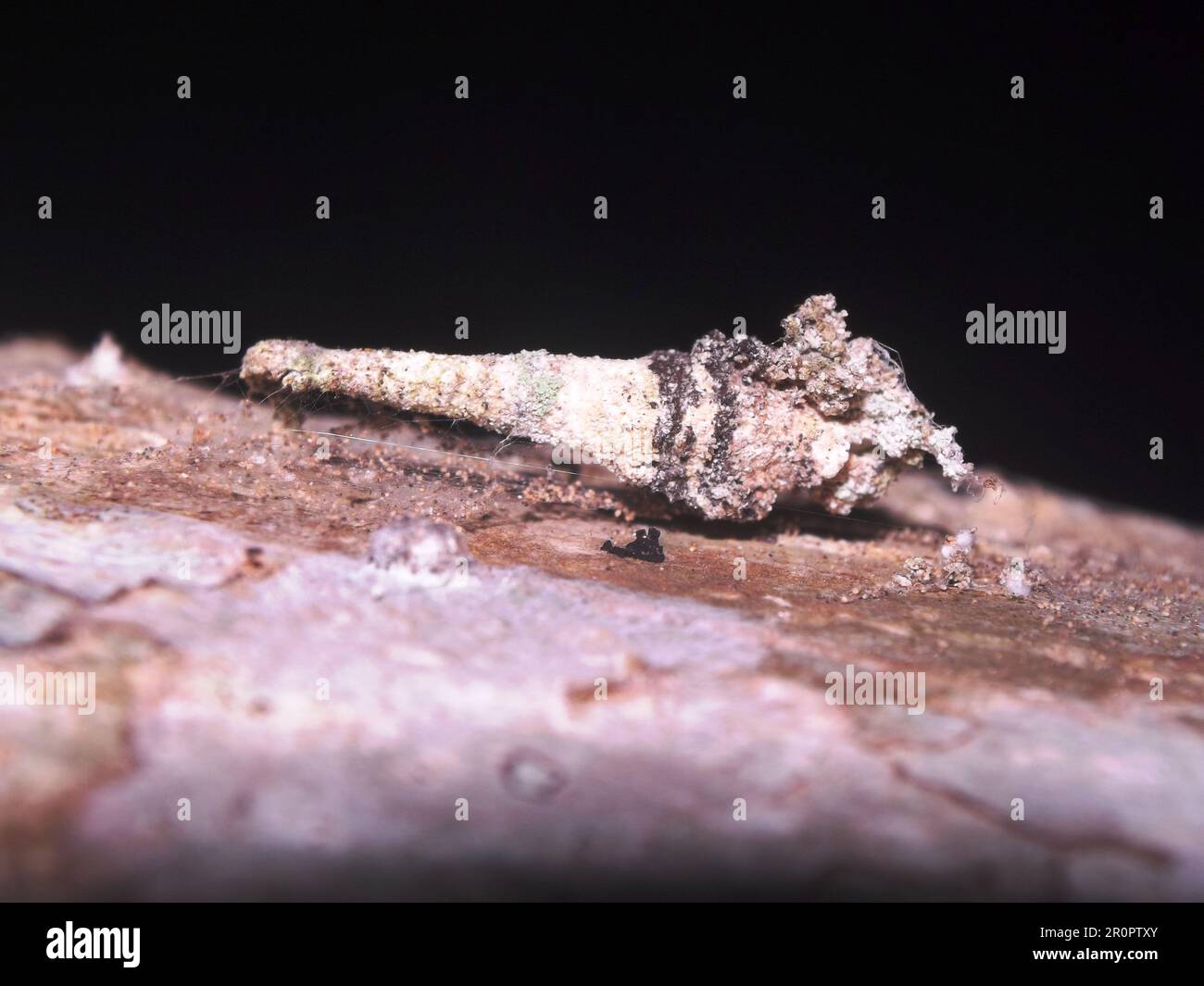 strange looking bug isolated and resting on a natural background Stock ...