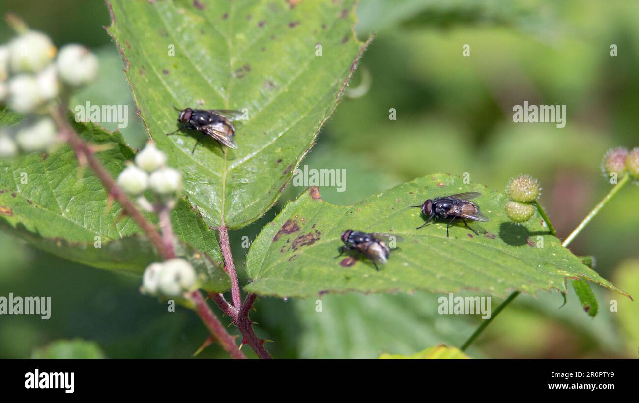Three insects perched hi-res stock photography and images - Alamy