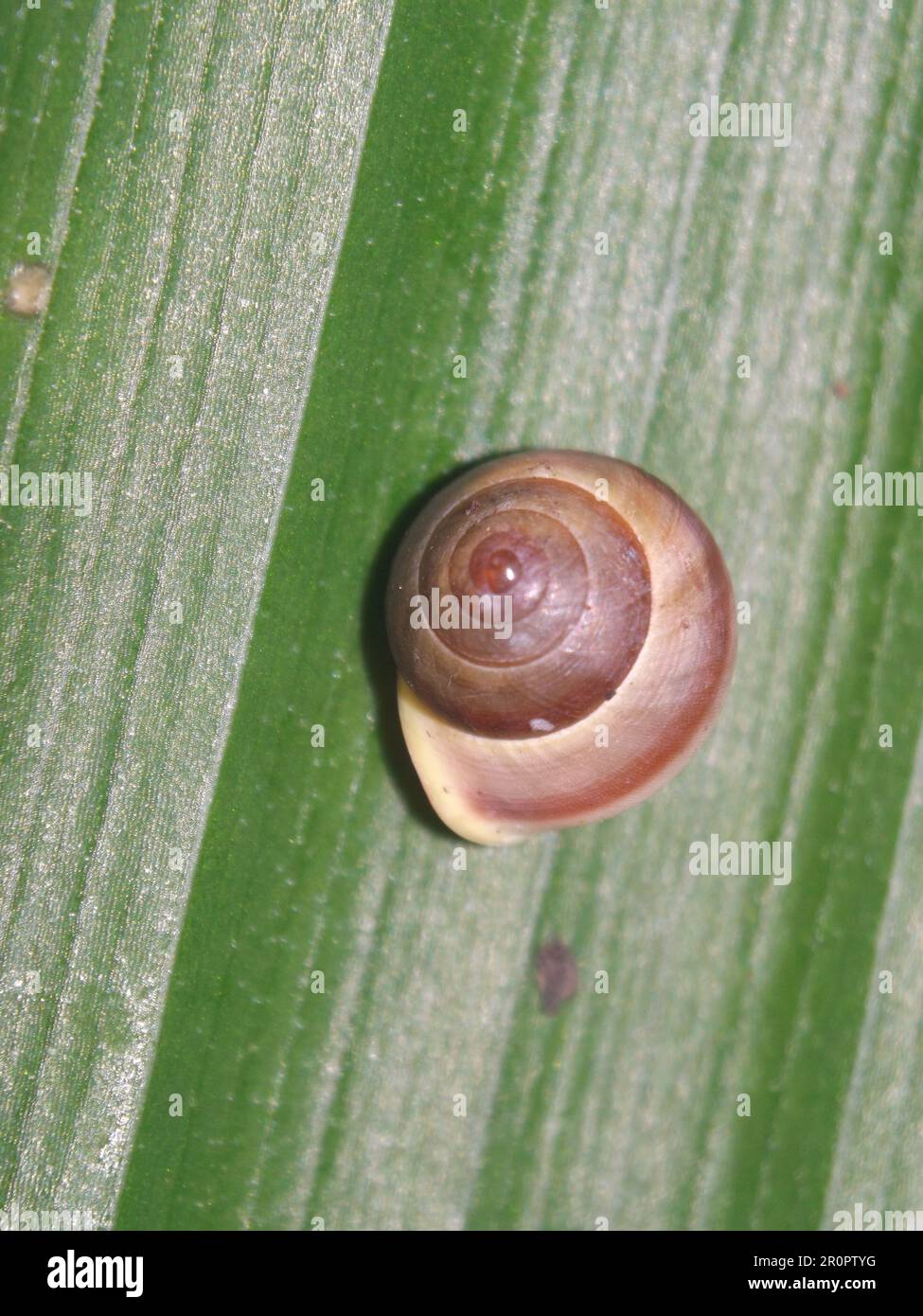 tropical Snail shell isolated on a green leaf Stock Photo - Alamy