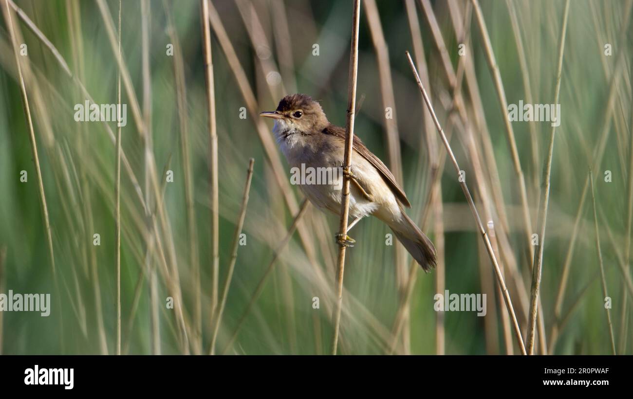 sedge warbler (Acrocephalus schoenobaenus) perched on sedge stem ...