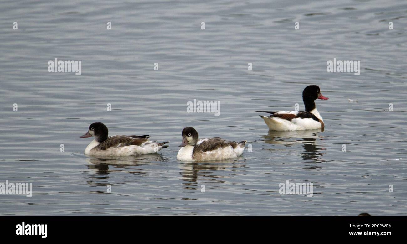 single femal and two half grown ducklings of common shelduck (Tadorna ...