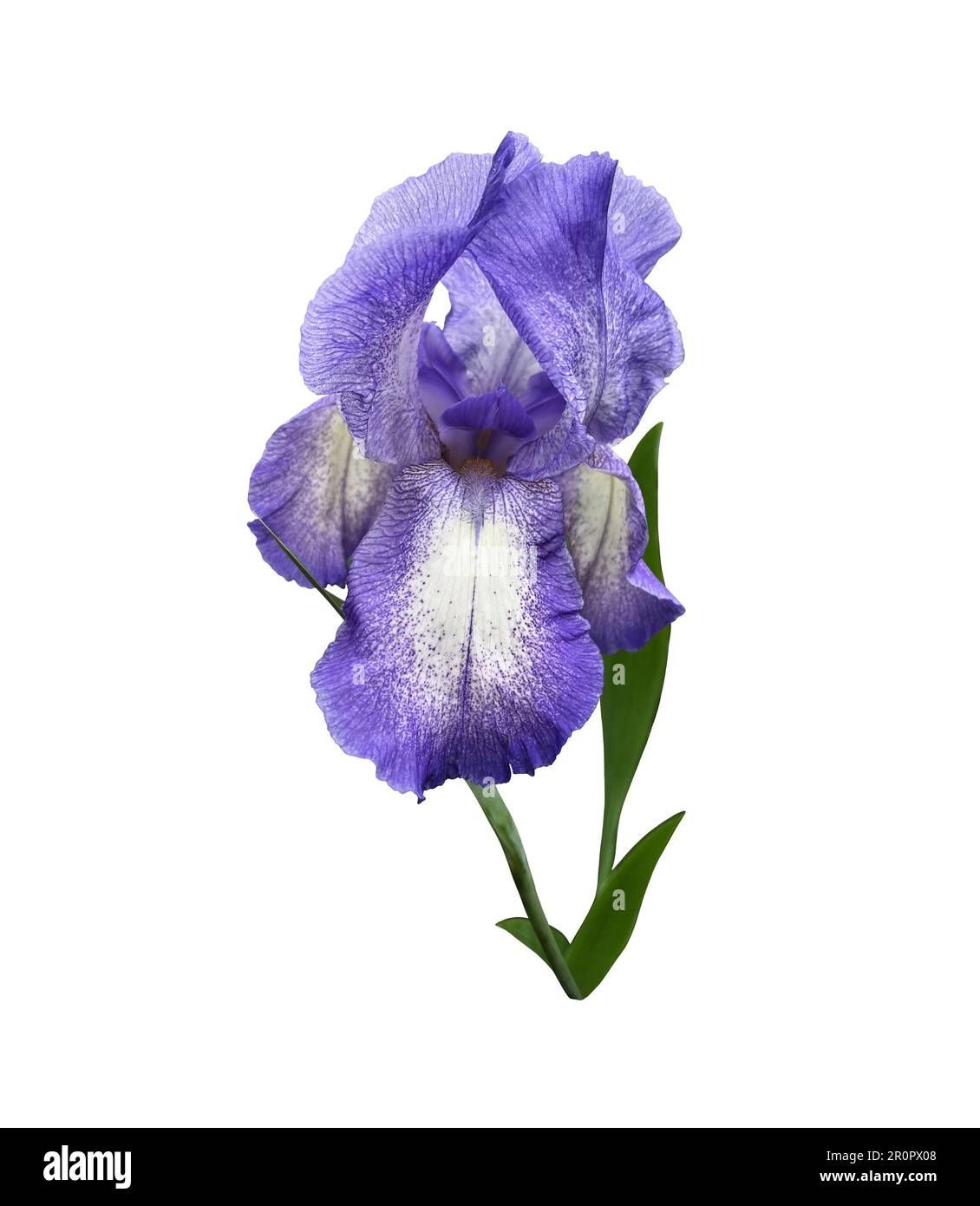 Iris light violet flower with leaves close-up, cutout with clipping ...