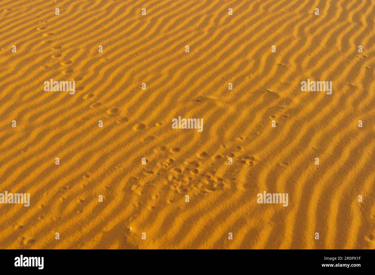 View of sand dune pattern with various footprints, in Merzouga, the ...