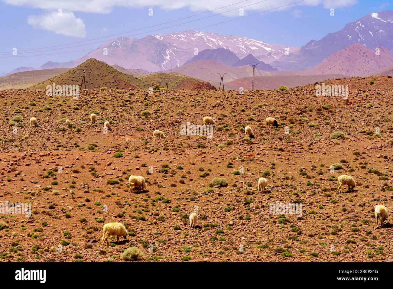View of landscape and a herd of sheep, in the High Atlas Mountains ...