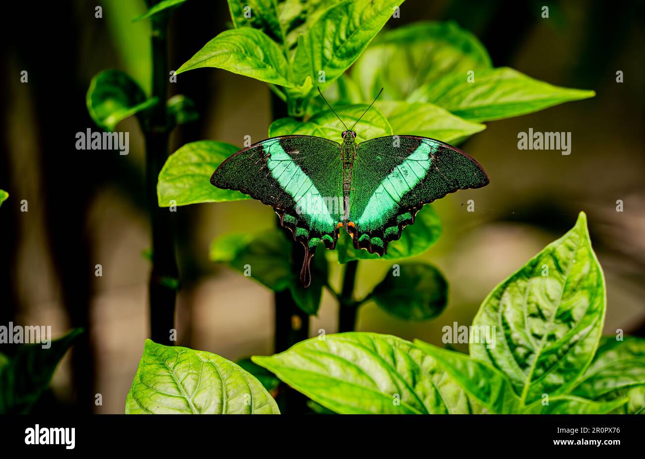 Fairchild Tropical Botanic Garden in Miami, Florida - exotic green ...