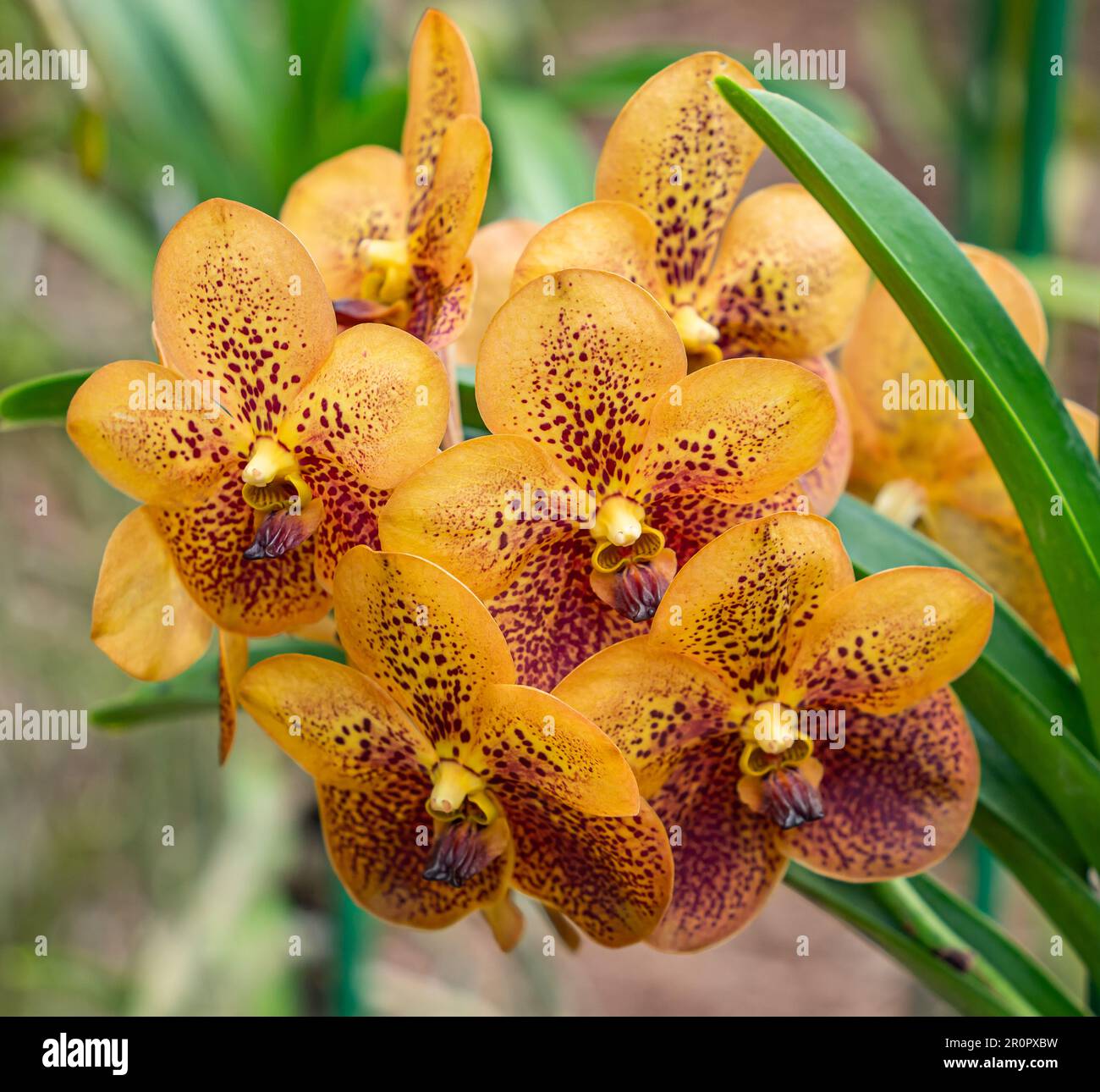Fairchild Tropical Botanic garden in Miami, Florida - best collection ...