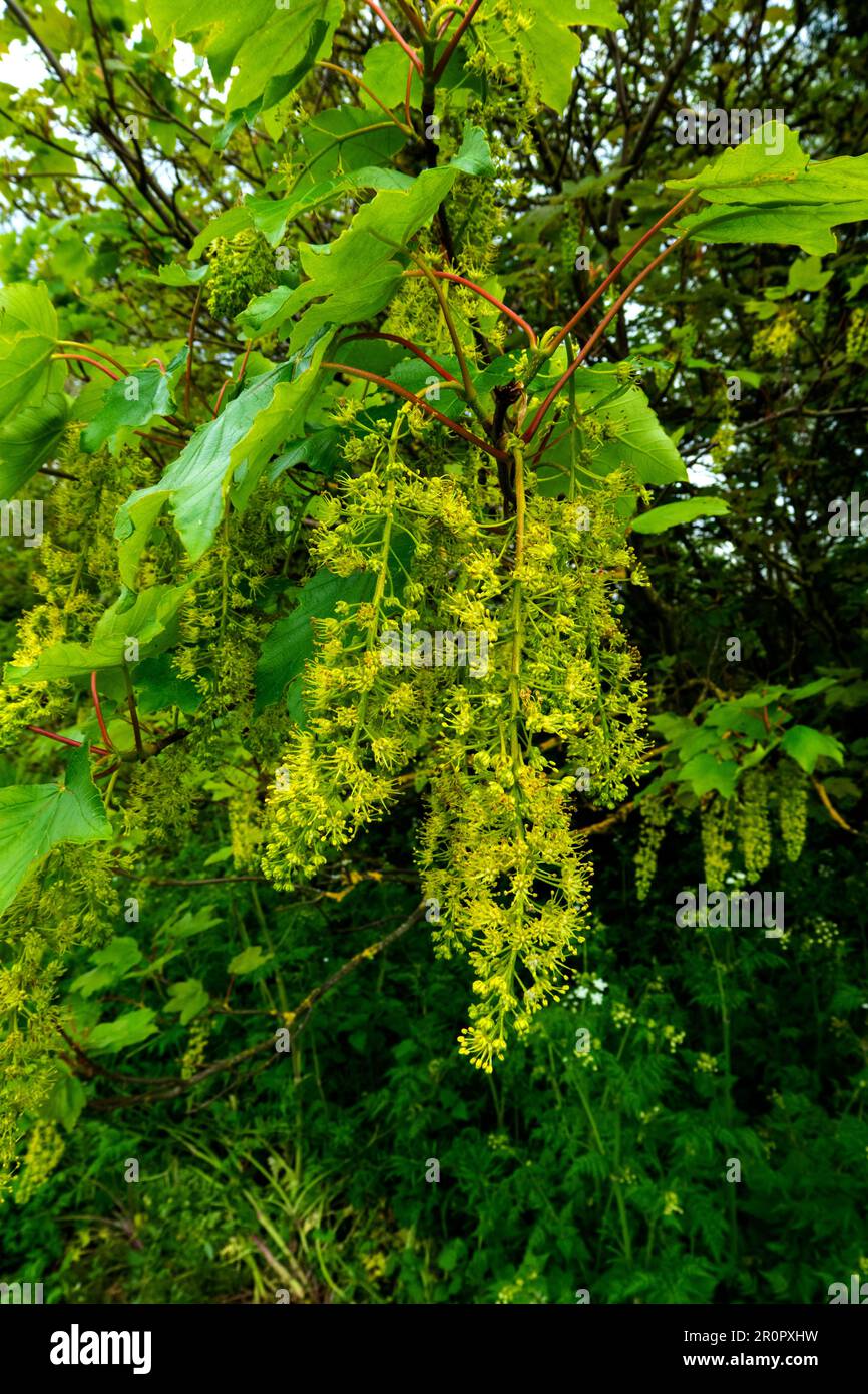Sycamore flowers hi-res stock photography and images - Alamy