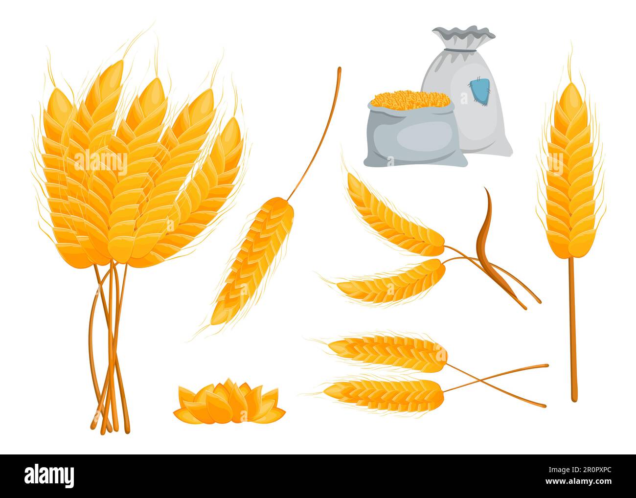 Set of yellow ripe spikes and grains Stock Vector Image & Art - Alamy