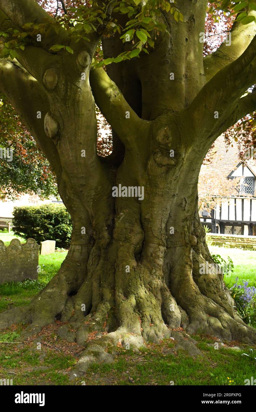 Church Square Rye Stock Photo - Alamy
