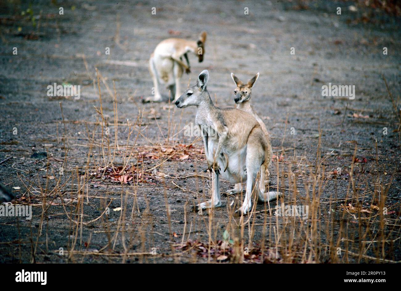Wallabies at the Bark Hut Inn, Northern Territory, Australia Stock ...