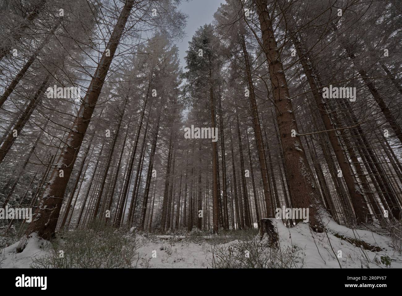 A scenic winter landscape featuring an array of tall conifer trees against a backdrop of ...