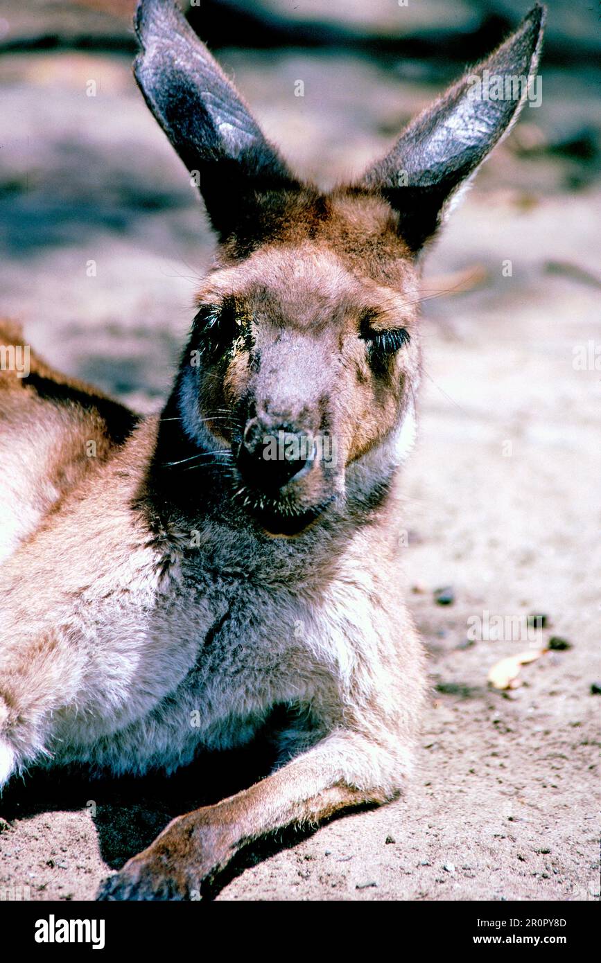 A relaxing kangaroo, New South Wales, Australia Stock Photo - Alamy