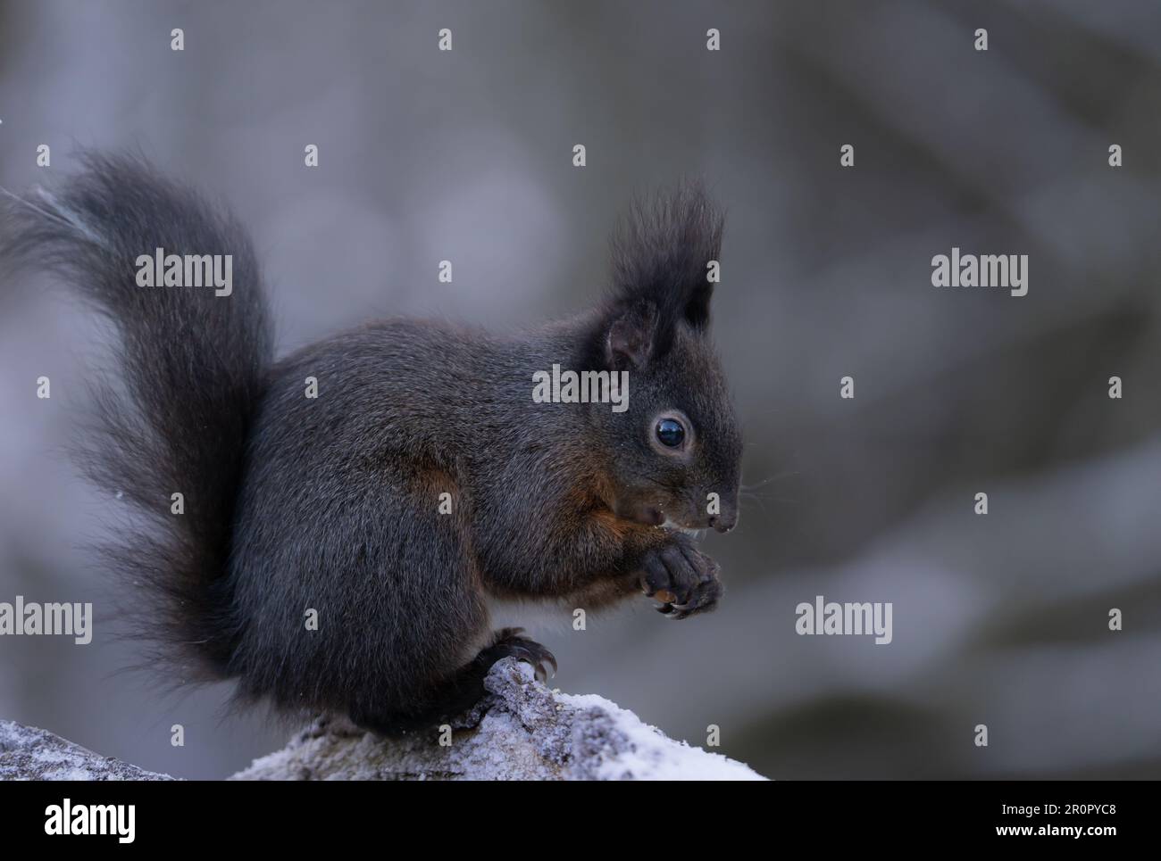 A squirrel stands atop a tree stump, looking off into the distance with ...