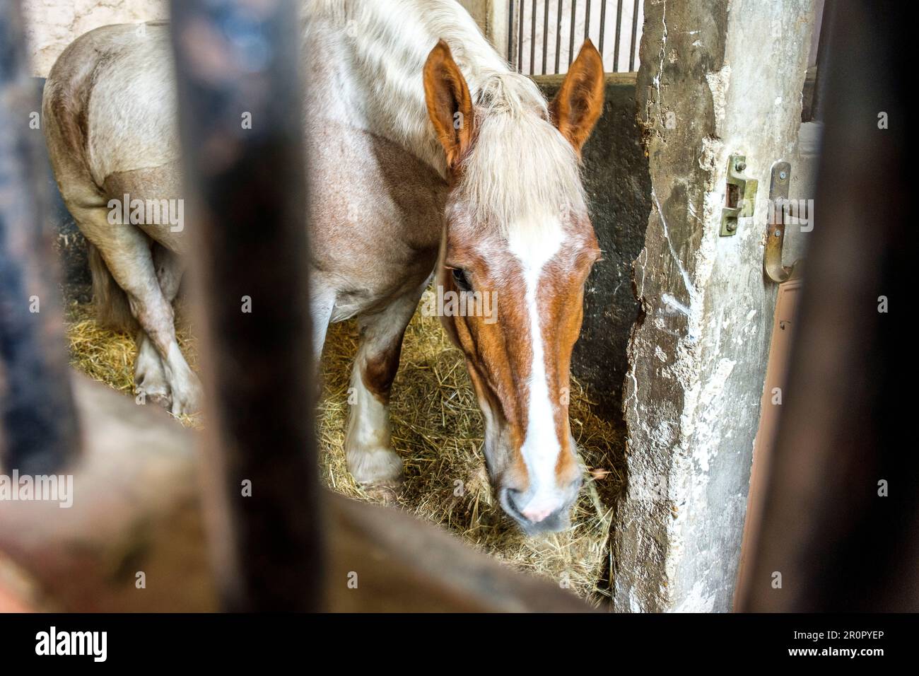 Ancient large stables of the king are now property of the Pole equestre ...