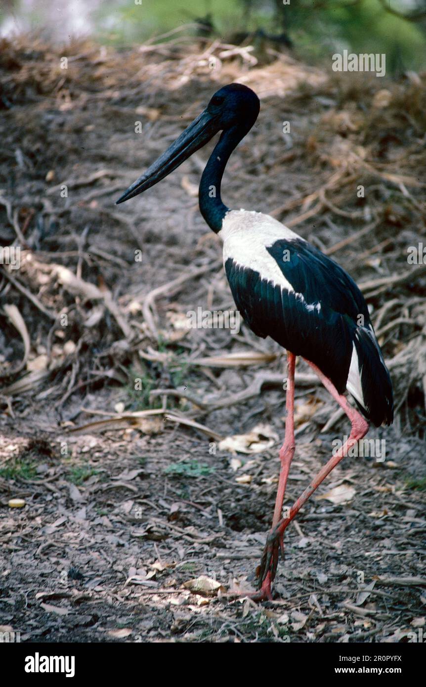 A Jabiru, or Black Neck Stork, Kakadu National Park, Northern Territory ...