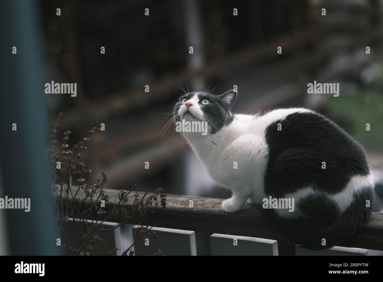 A black and white cat is perched atop a metal railing, looking out into ...