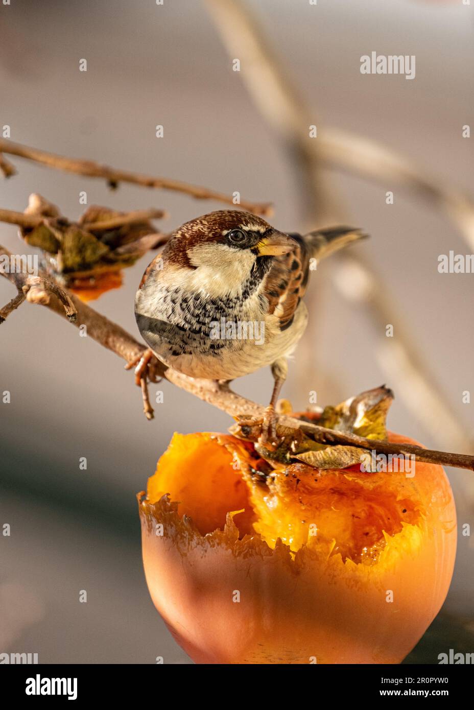 A small sparrow perched atop a barren tree branch, looking forlornly at ...