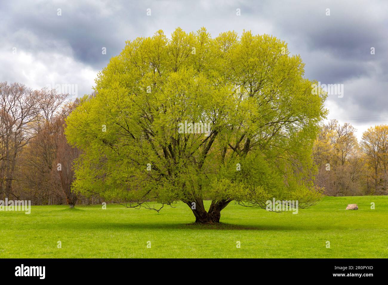 Gray Willow Salix cinerea tree. Royal Botanical Gardens Hamilton Ontario Canada Stock Photo - Alamy