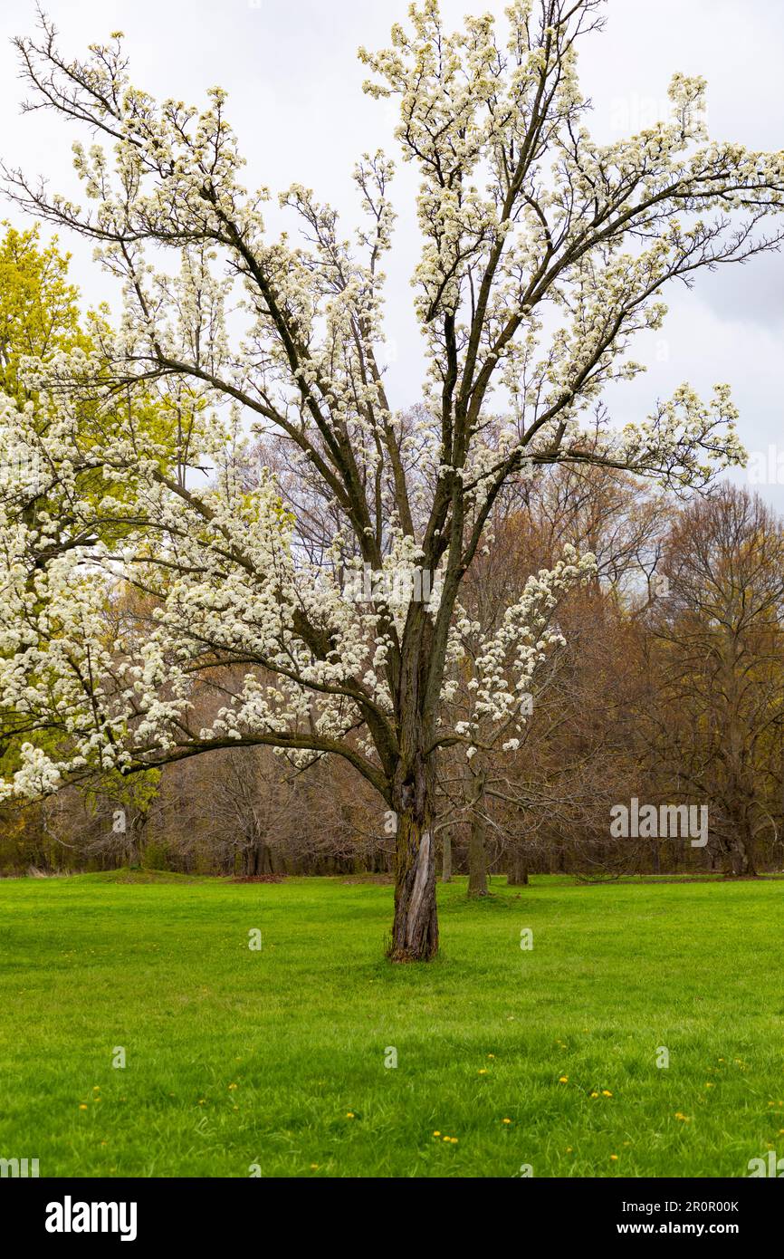 Capital Pear, Pyrus calleryana tree in bloom. Royal Botanical Gardens ...