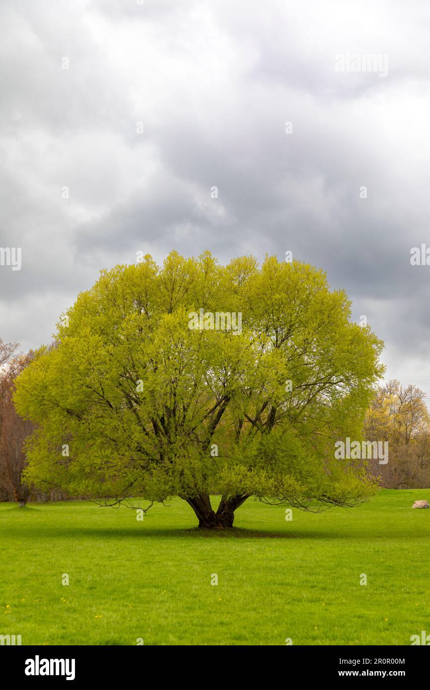 Gray Willow Salix cinerea tree. Royal Botanical Gardens Hamilton ...