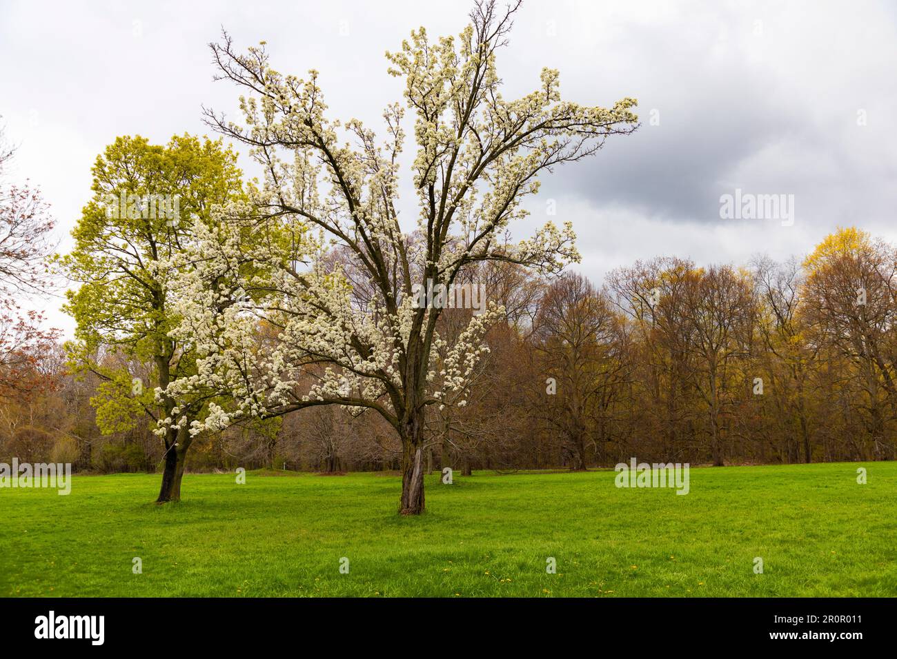 Capital Pear, Pyrus calleryana tree in bloom. Royal Botanical Gardens ...
