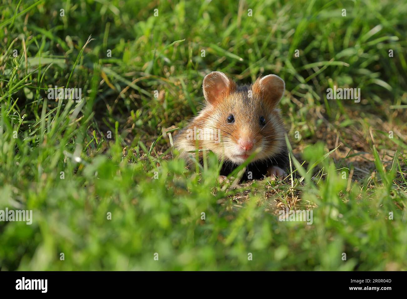 European hamster (Cricetus cricetus), in a meadow, just coming out of ...