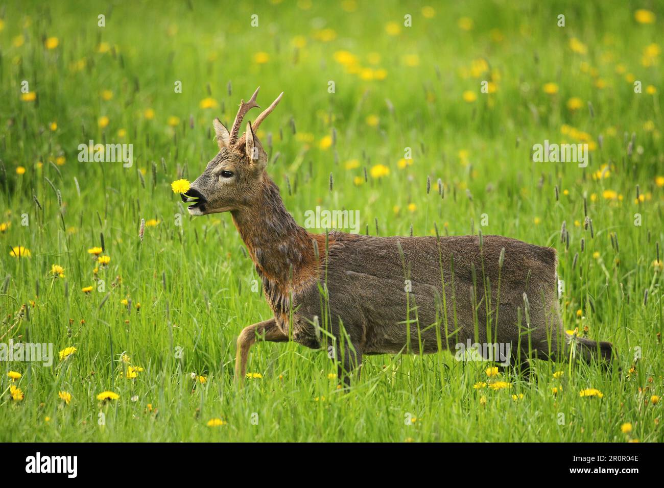 European roe deer (Capreolus capreolus) buck in winter coat with ...