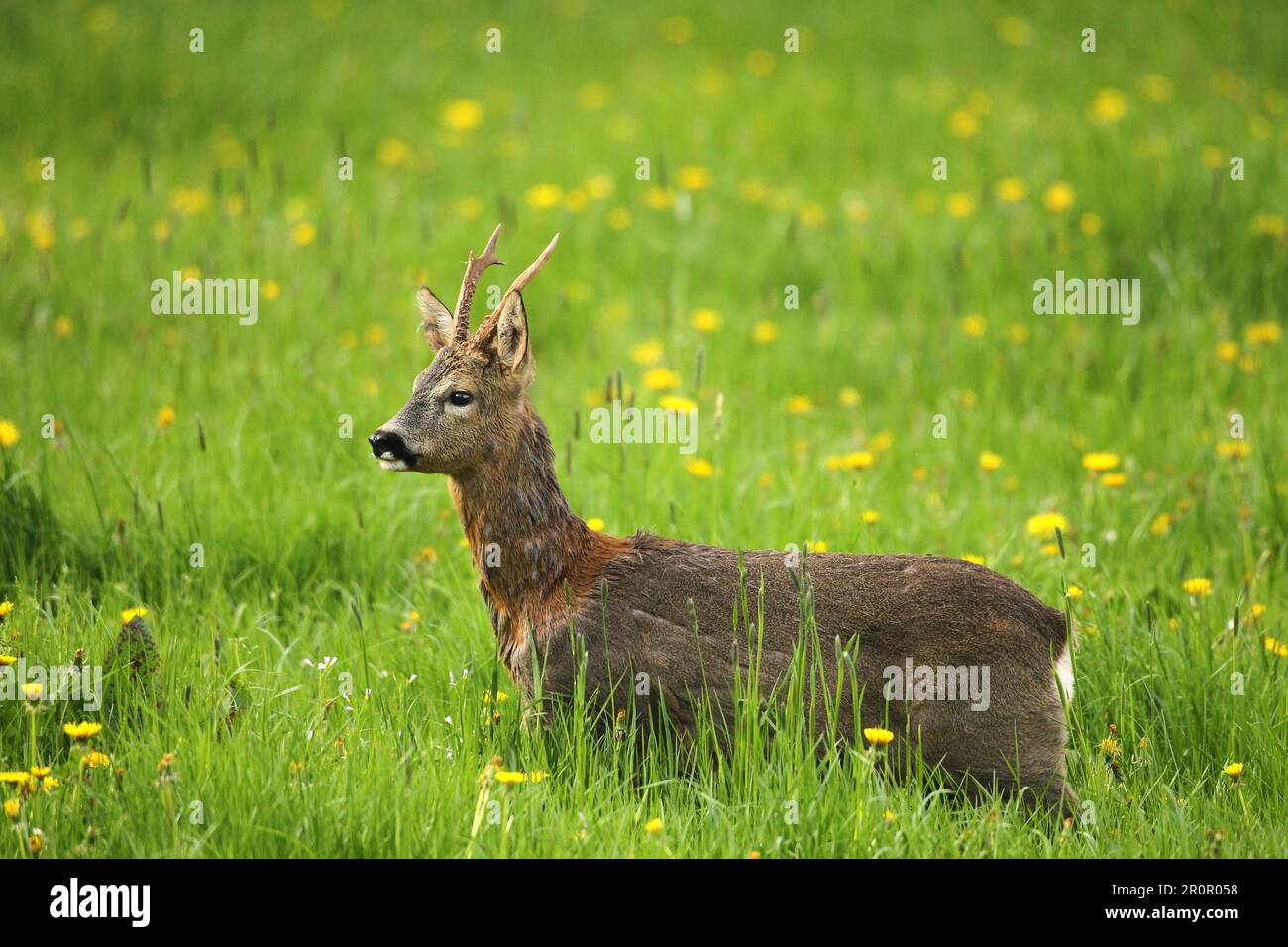 European roe deer (Capreolus capreolus) buck in winter coat with ...
